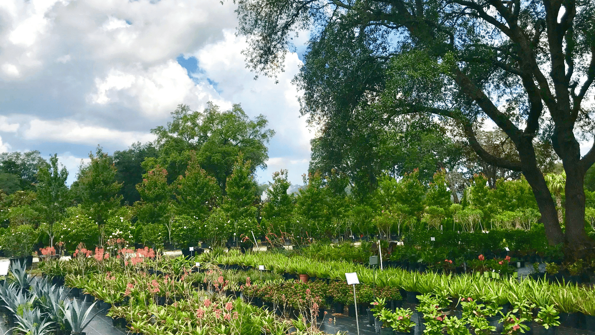 Trees & Shrubs – Aventura Nursery & Landscaping Inc