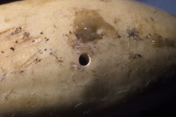 The Pickleworm: Scourge of Central Florida – Aventura Nursery ...